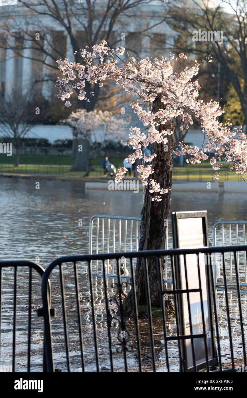 Stumpy, the viral social media cherry blossom tree, during its final spring season in Washington ...