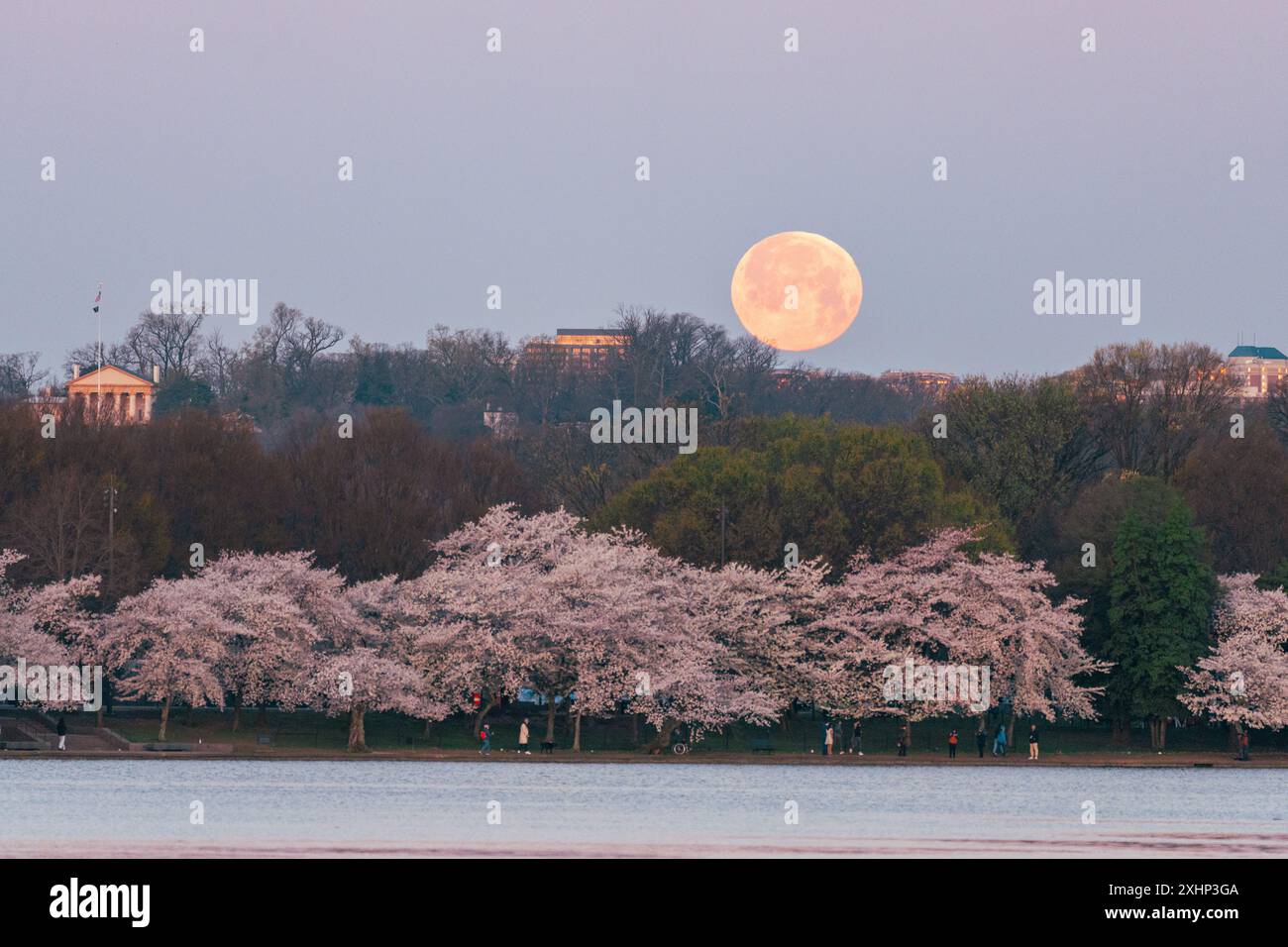 Moon rises over the tidal basin in Washington DC during peak cherry ...