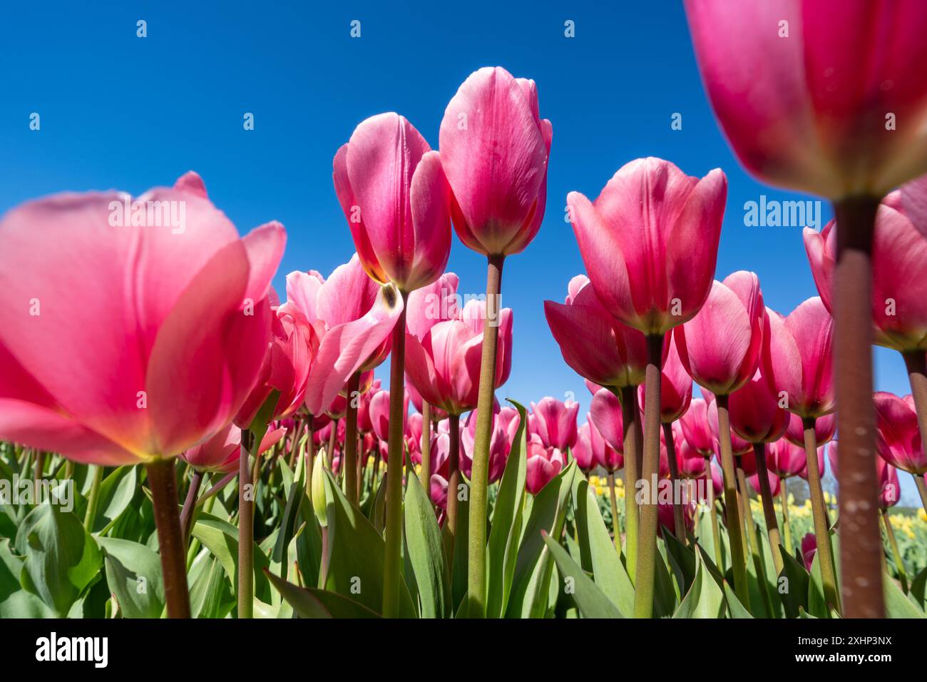 Pink tulips in a tulip field, Burnside Farms Virginia Stock Photo - Alamy