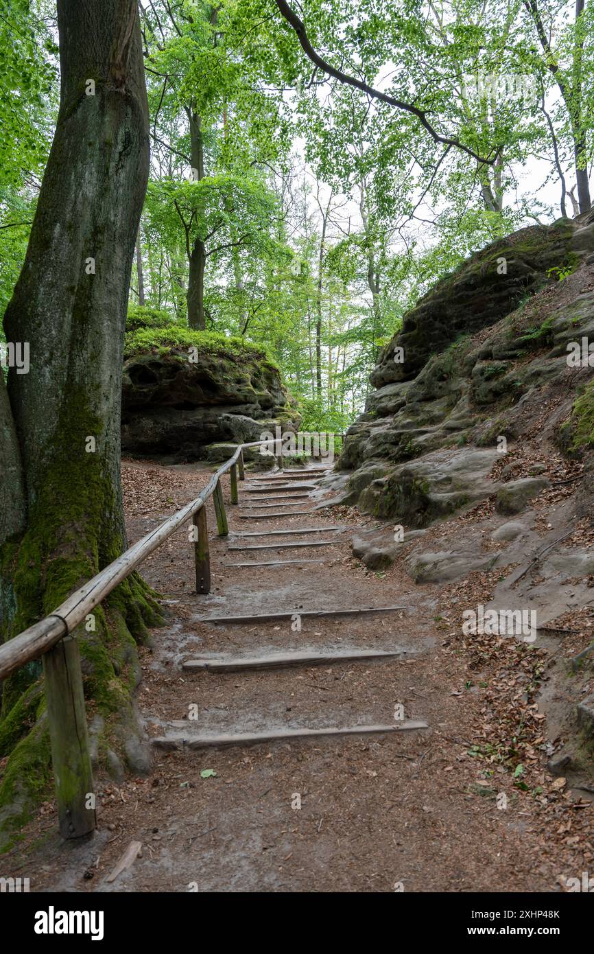 A wooded area with a stone path leading up to a tree. The path is ...
