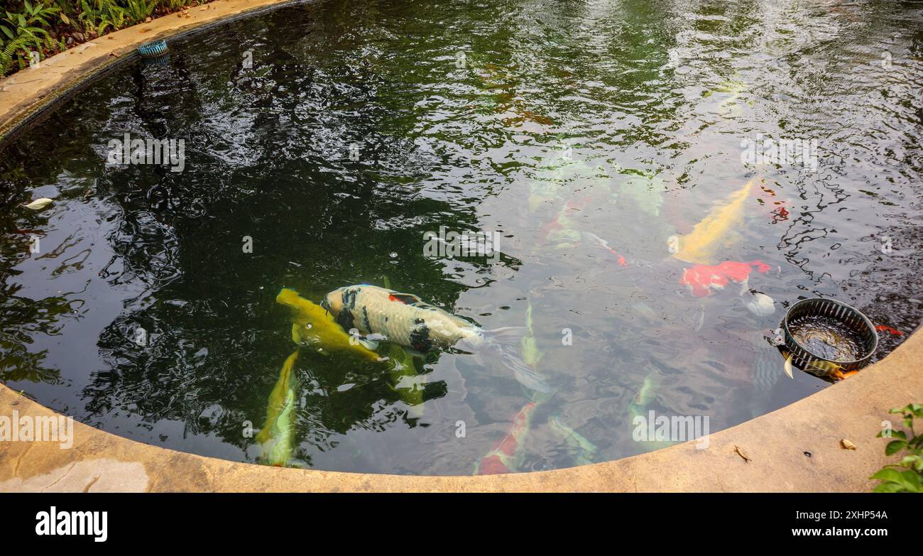 Colorful fishes backyard pond garden hi-res stock photography and ...