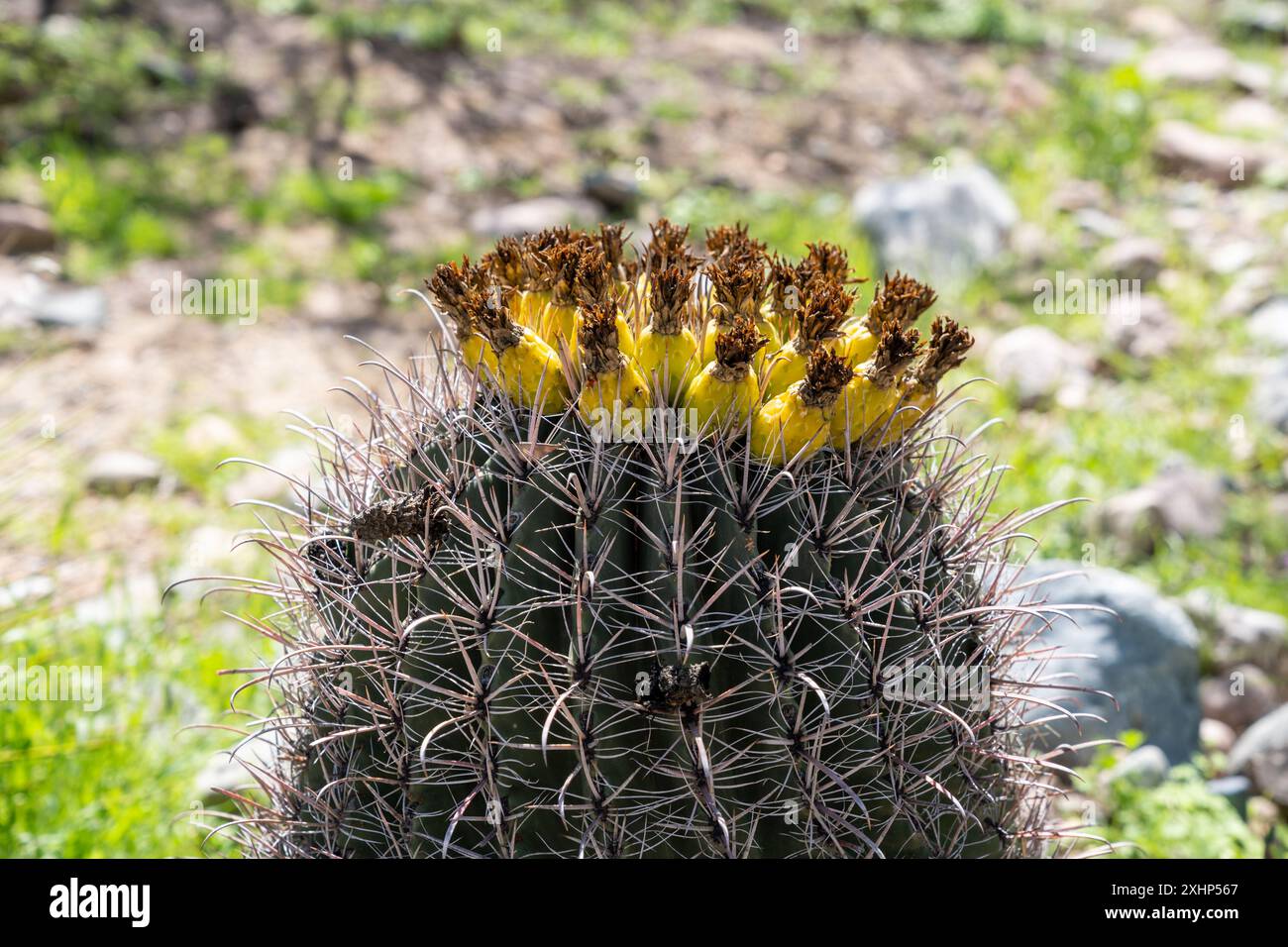 Fishook cactus hi-res stock photography and images - Alamy
