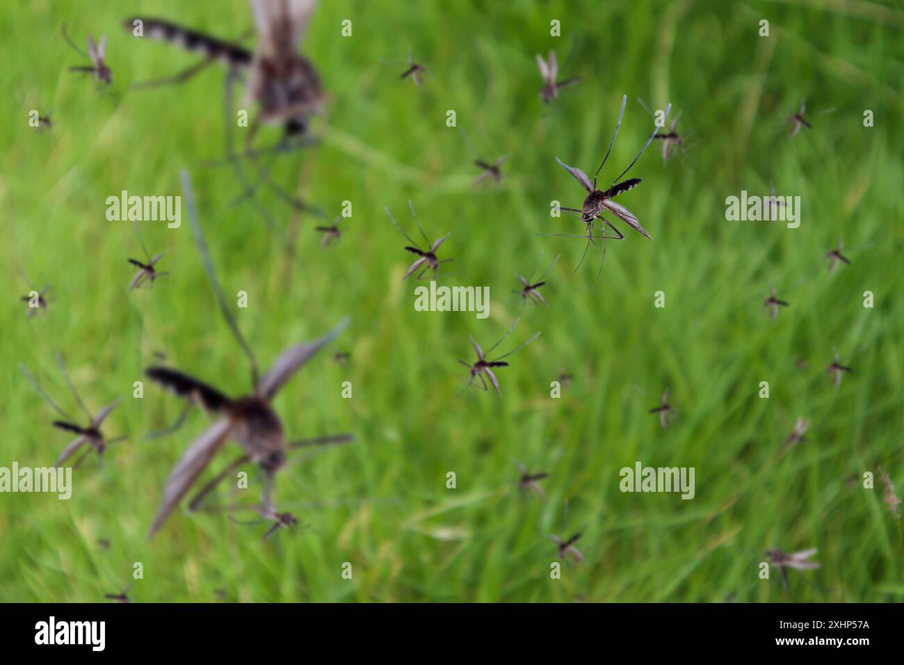 Female mosquito magnification hi-res stock photography and images - Alamy