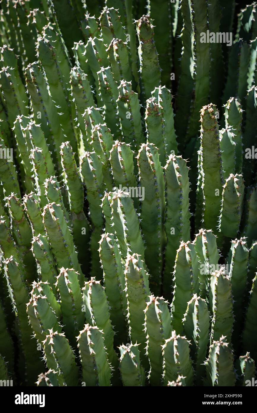 Growing spurges hi-res stock photography and images - Alamy
