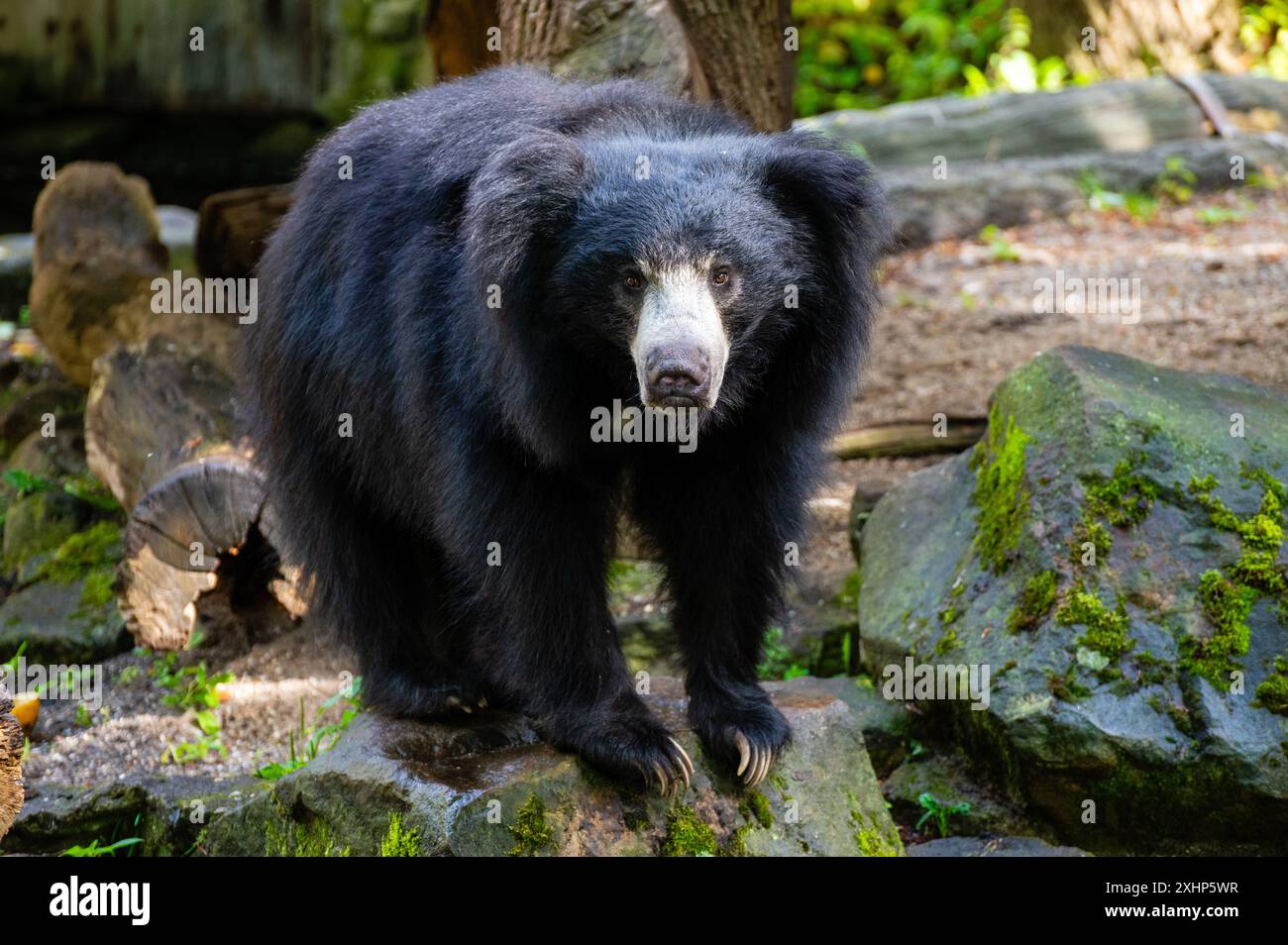 The sloth bear (Melursus ursinus Stock Photo - Alamy