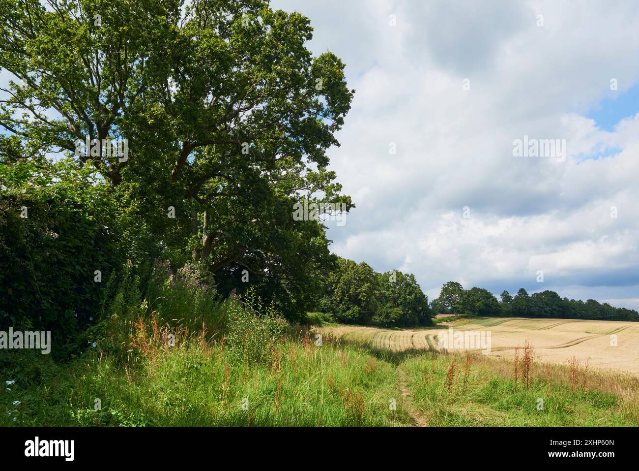 East Sussex countryside near Battle, East Sussex, England, in July ...