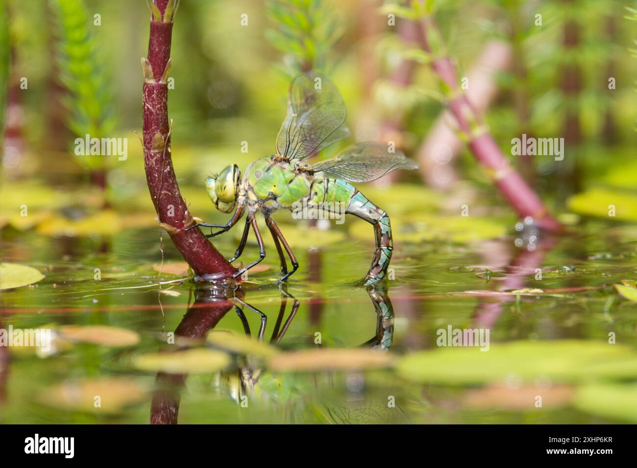 Emperor Dragonfly, Anax imperator, female laying eggs, ovipositing, on ...