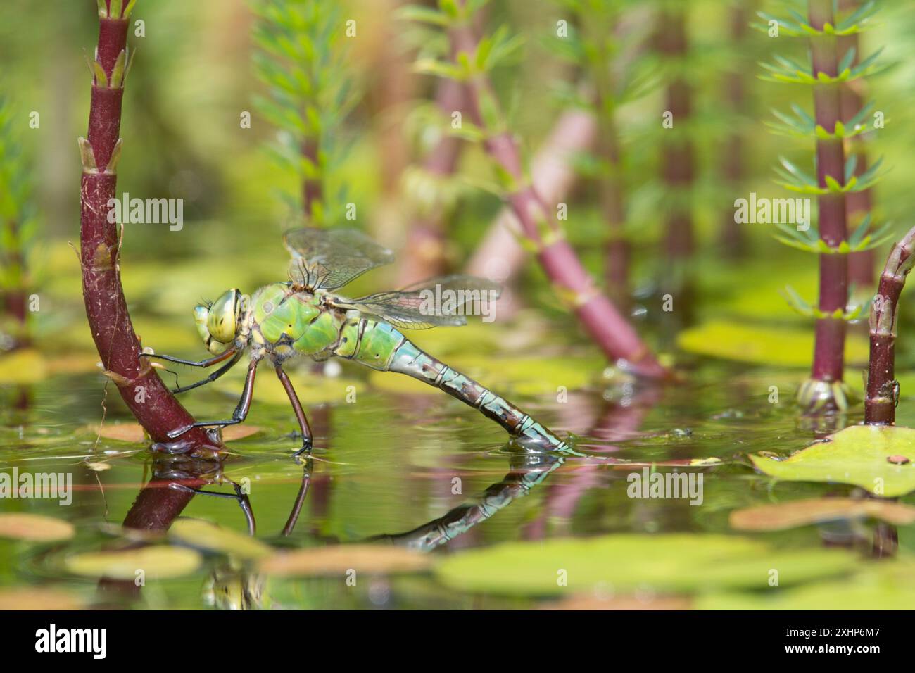 Mares eggs hi-res stock photography and images - Alamy