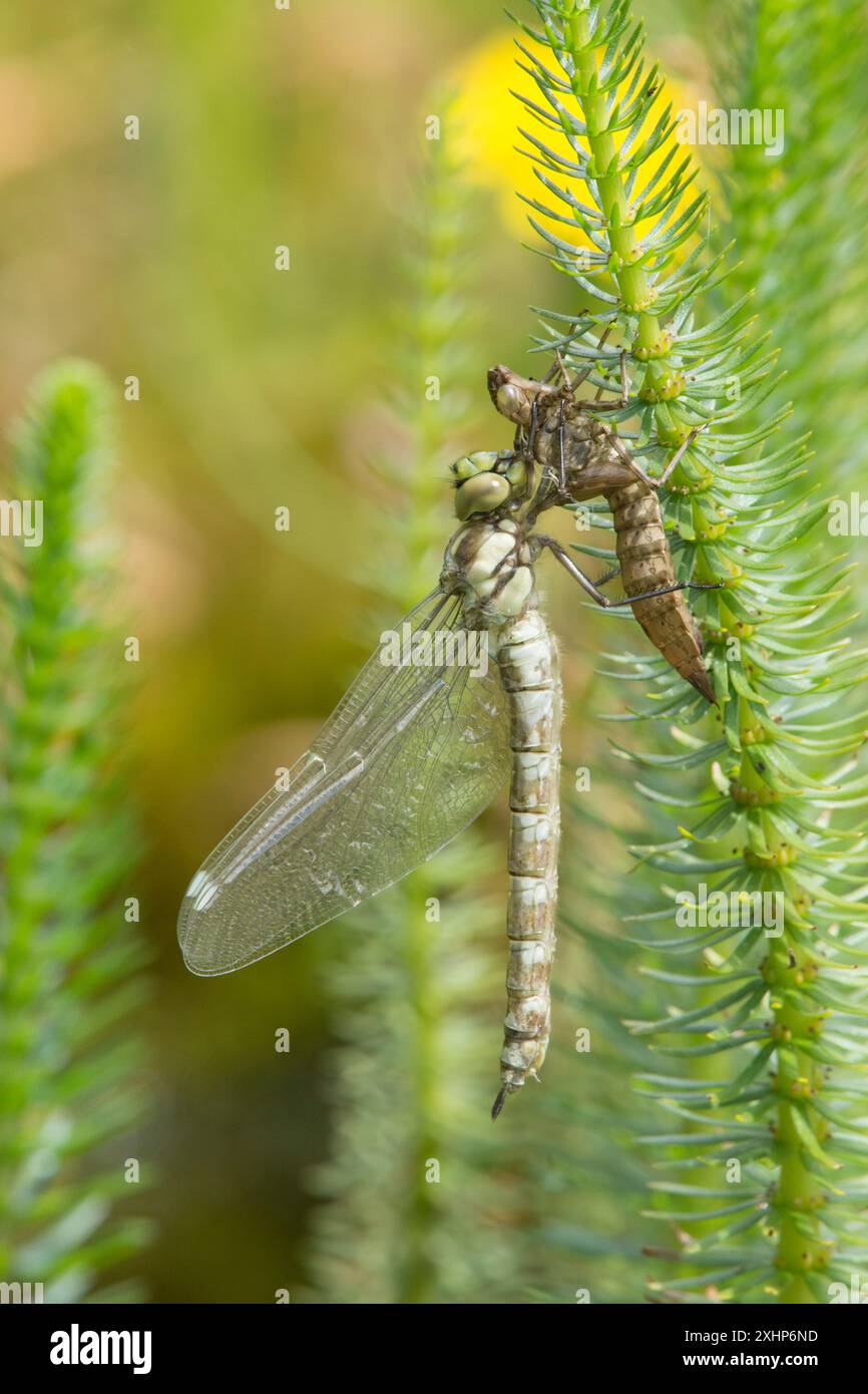 Southern Hawker dragonfly, Aeshna cyanea, metamorphosing into an adult ...