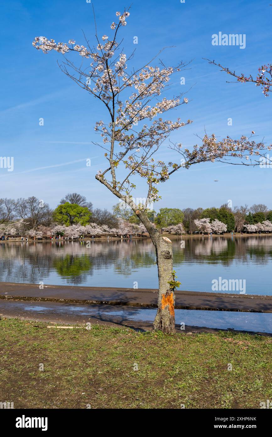 One of the cherry blossom trees, past peak bloom, on its final spring ...