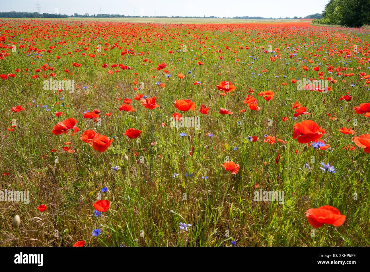 A field of red flowers with blue flowers in the background Stock Photo ...