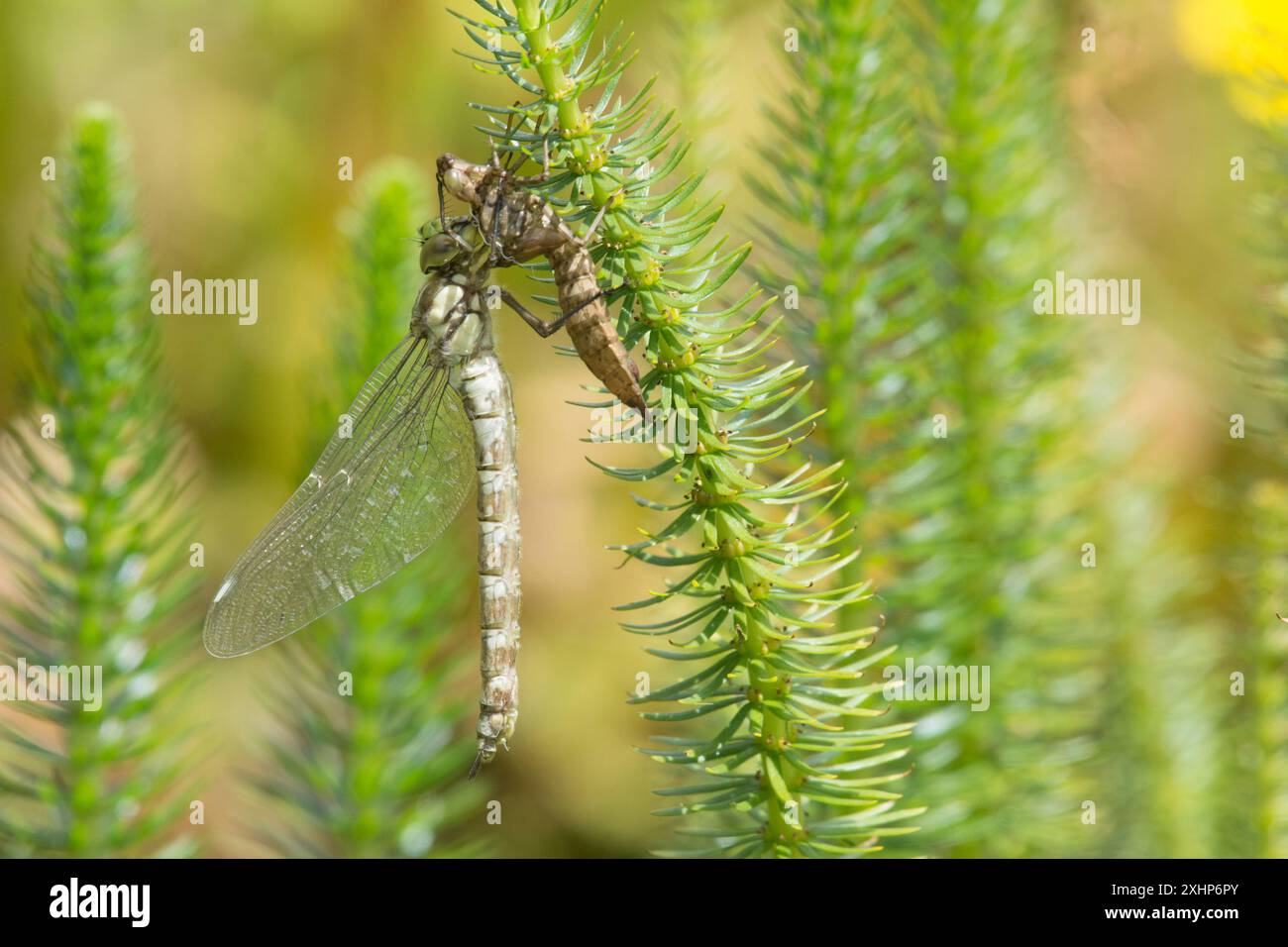 Southern Hawker dragonfly, Aeshna cyanea, metamorphosing into an adult ...