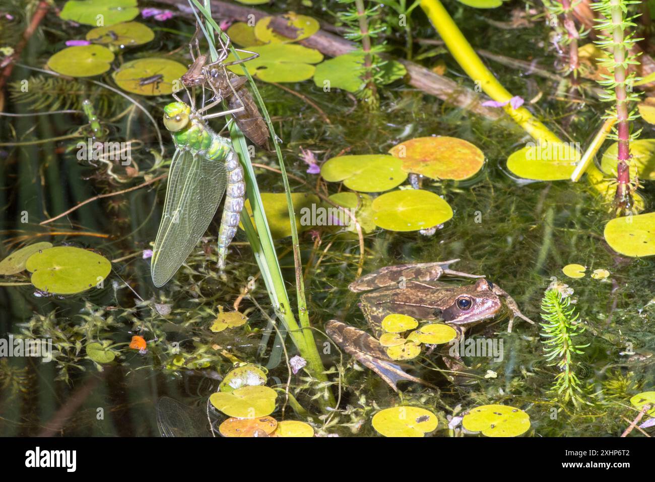 Emperor dragonfly, Anax imperator, emerging from larval case at night hanging from pond plant ...