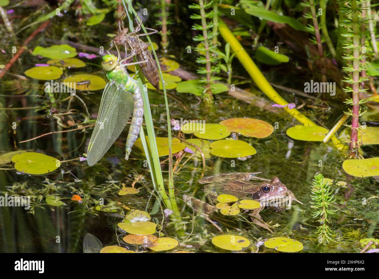 Emperor dragonfly, Anax imperator, emerging from larval case at night hanging from pond plant ...