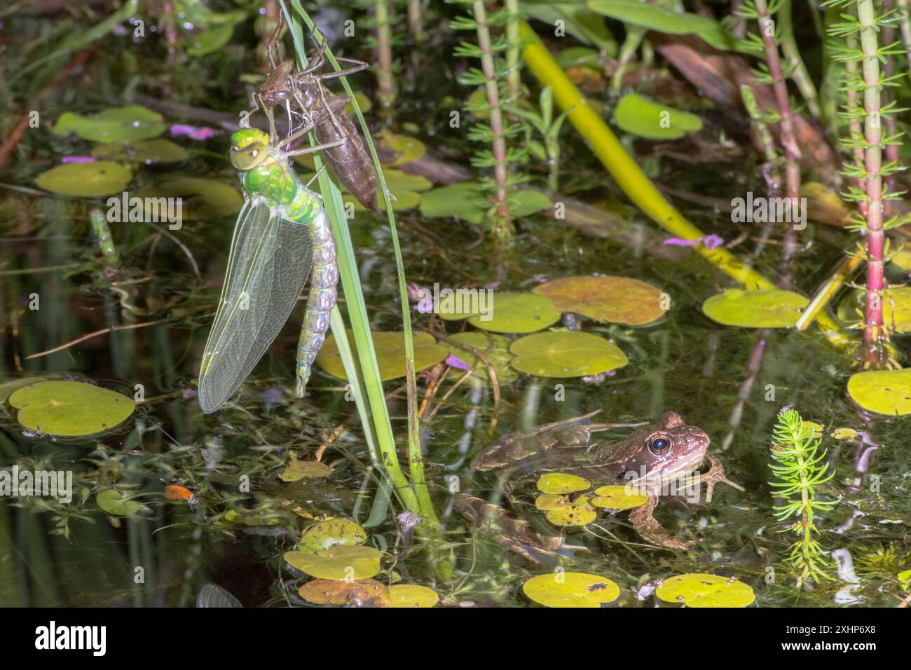 Emperor dragonfly emerging from larval case next to a frog, at night ...