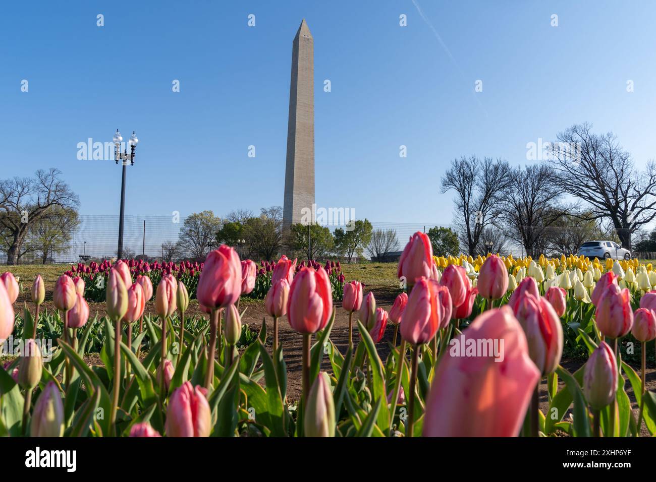 Tulips at the floral library on the National Mall, with the Washington ...