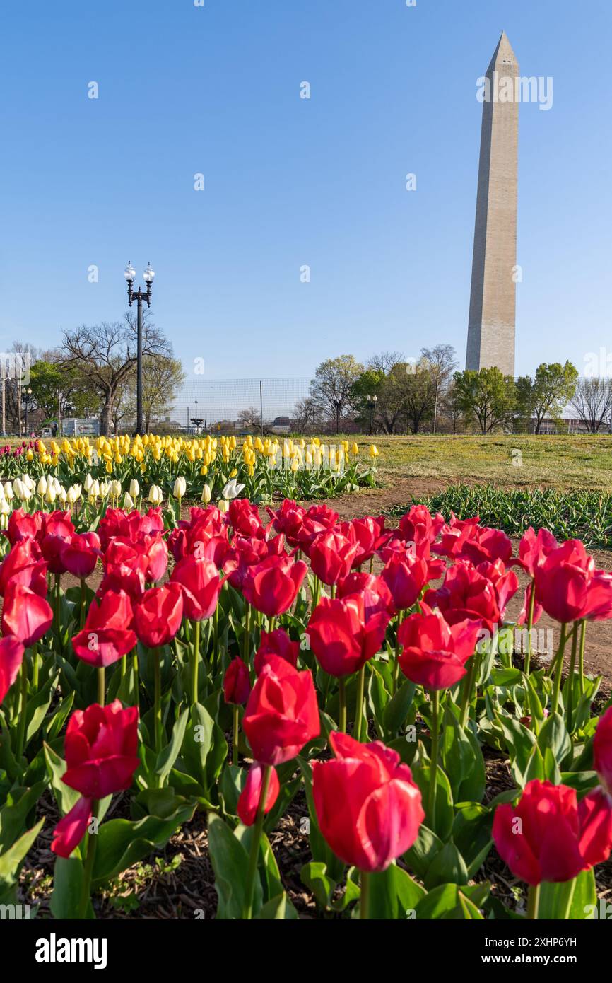 Tulips at the floral library on the National Mall, with the Washington ...