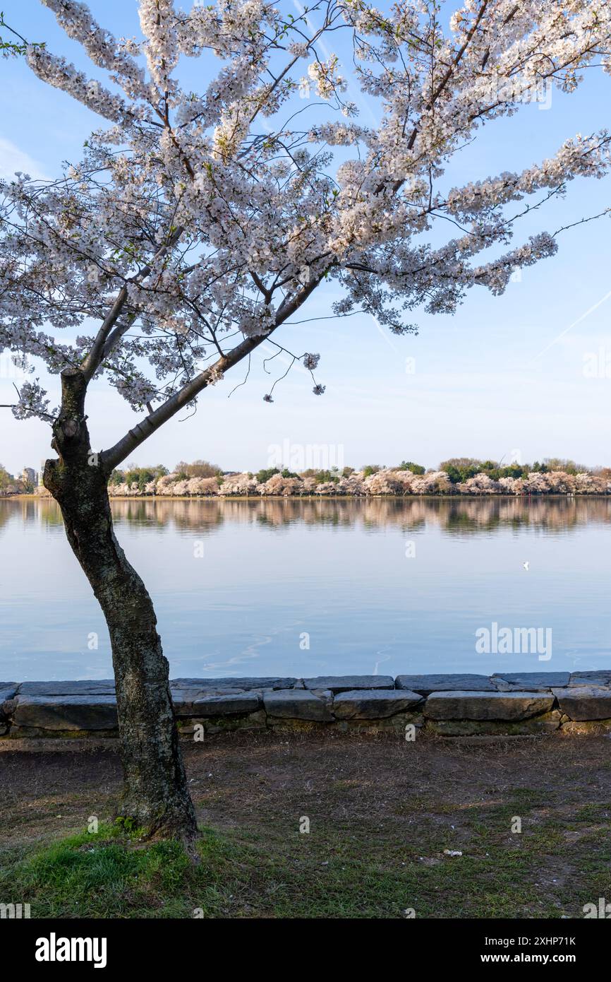 Cherry blossom tree at the tidal basin in Washington DC Stock Photo - Alamy