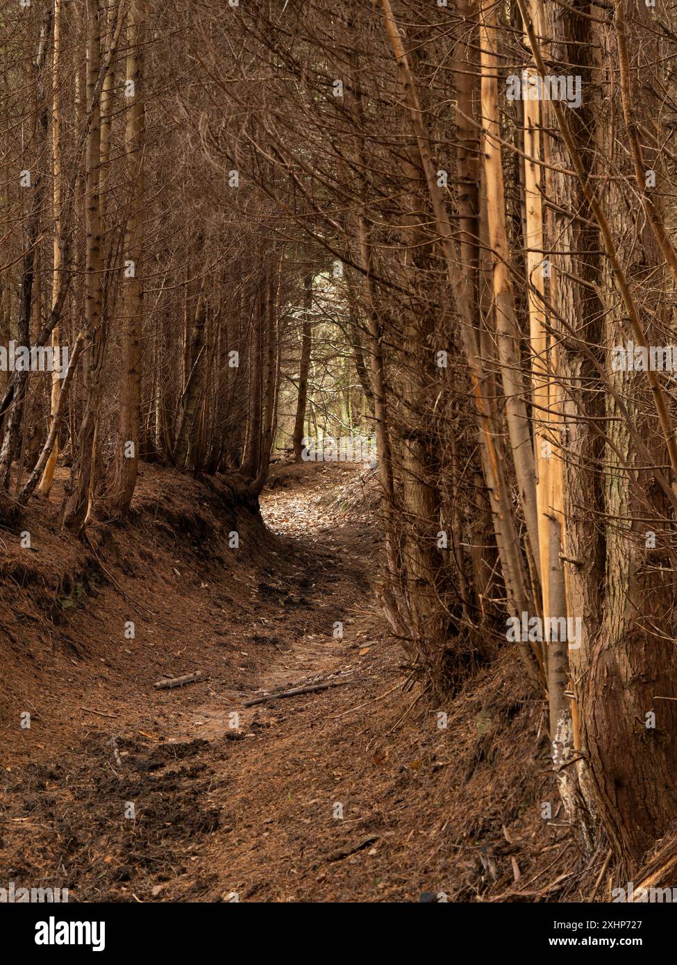 Mixed woodland at Mortimer Forest, Ludlow, Shropshire, UK Stock Photo ...