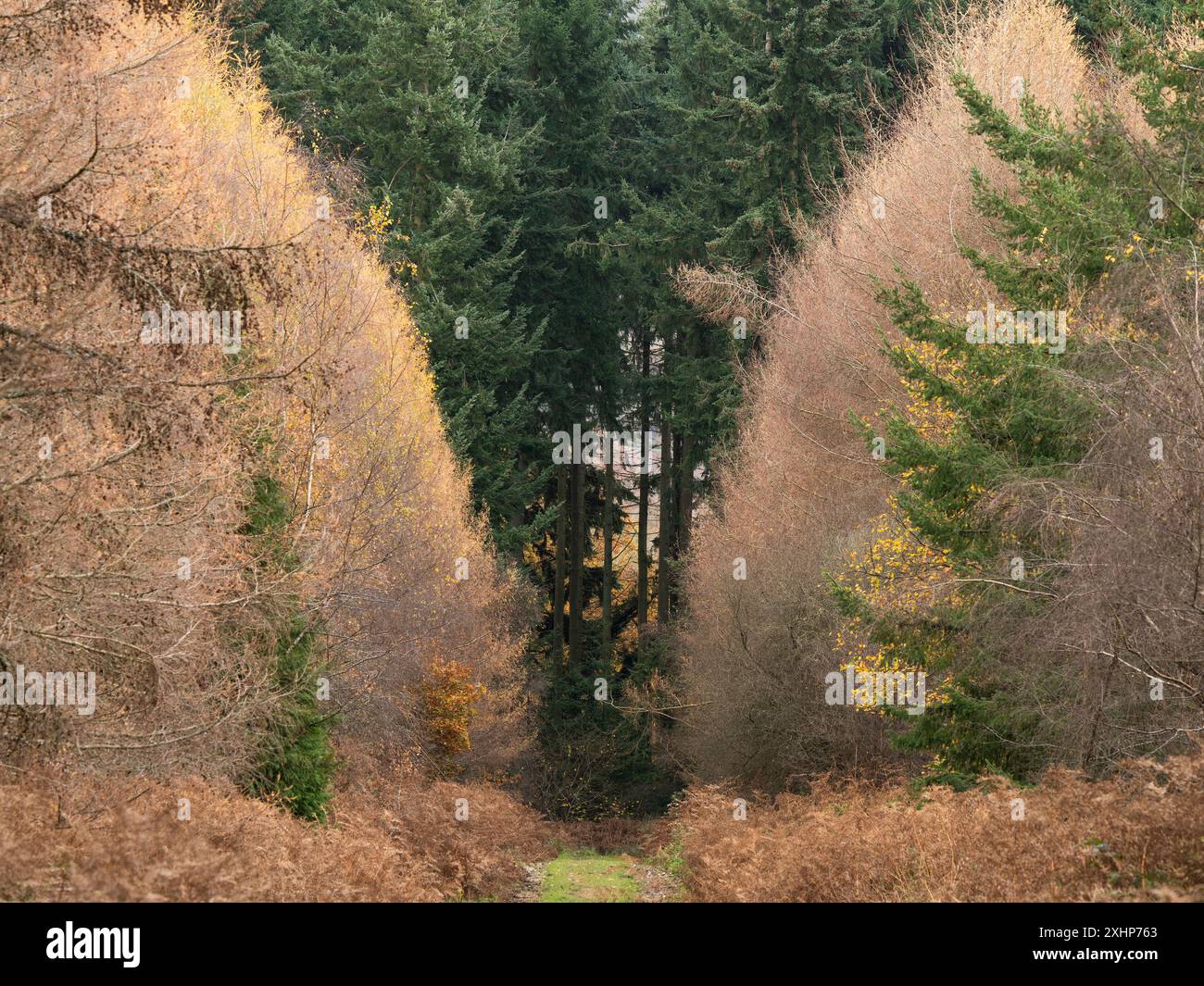 Mixed woodland at Mortimer Forest, Ludlow, Shropshire, UK Stock Photo ...