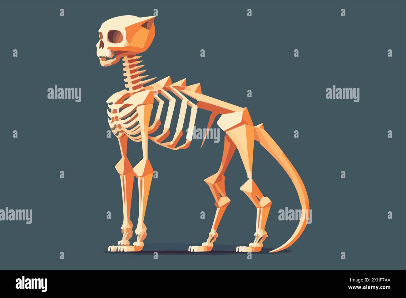 Cat skeleton vector illustration Stock Vector Image & Art - Alamy