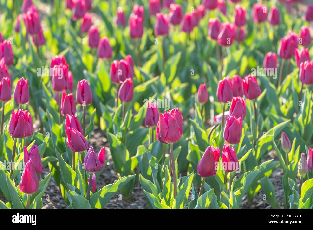Bed of purple tulips flowering in the Floral Library by the Tidal Basin ...