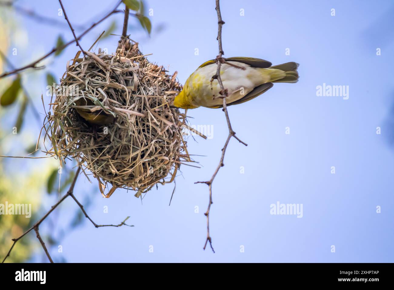 The Little Weaver (Ploceus luteolus) in Ethiopia builds intricate nests ...