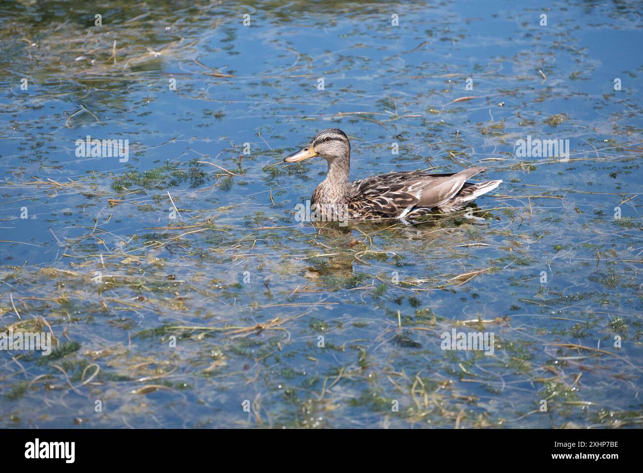 Wasserpest Elodea mit Ente in einem kuenstlich angelegten See, Teich ...