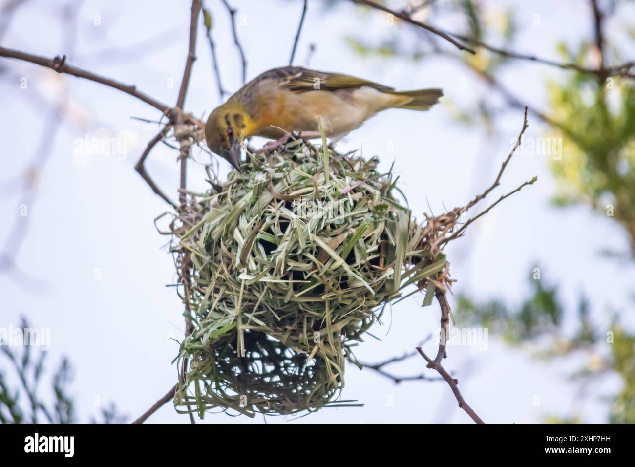 Masked weaver bird nests hi-res stock photography and images - Alamy