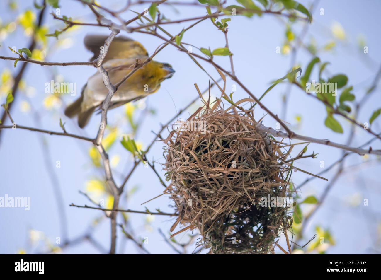 Yellow masked weaver birds hi-res stock photography and images - Alamy