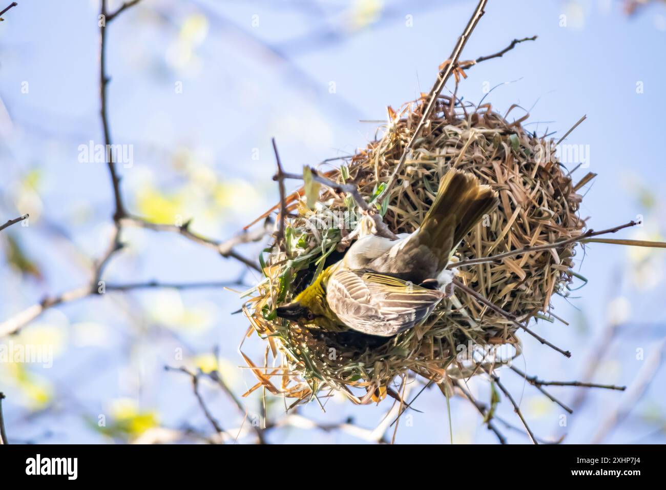 Yellow masked weaver birds hi-res stock photography and images - Alamy