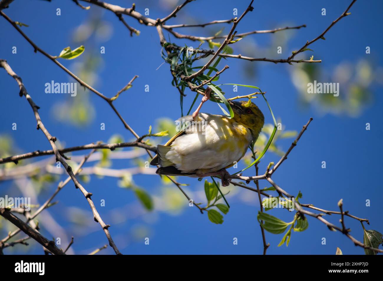 Masked weaver bird hi-res stock photography and images - Alamy