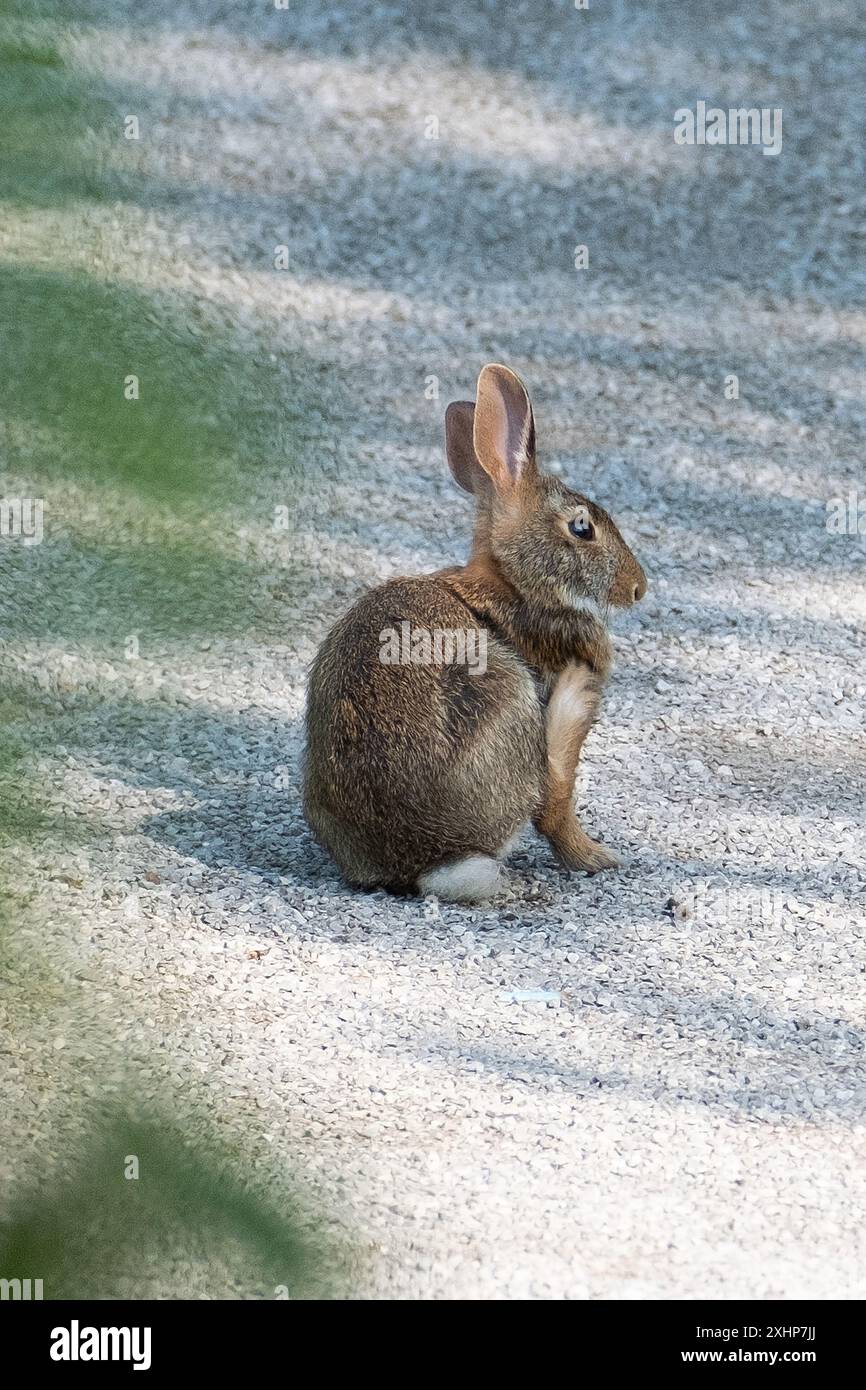 Eastern cottontail rabbit on a path Stock Photo - Alamy