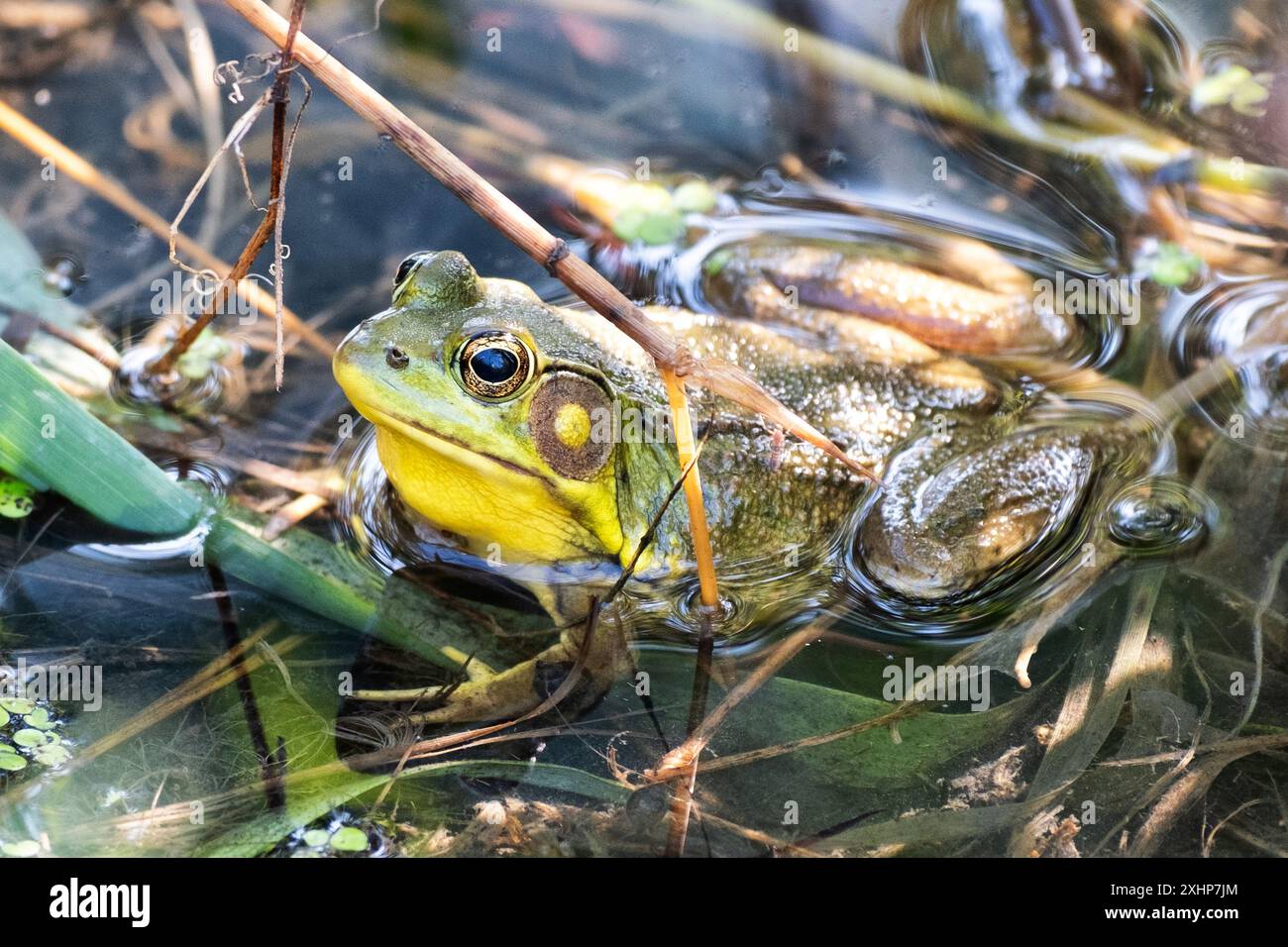 Green bullfrog in pond hi-res stock photography and images - Alamy