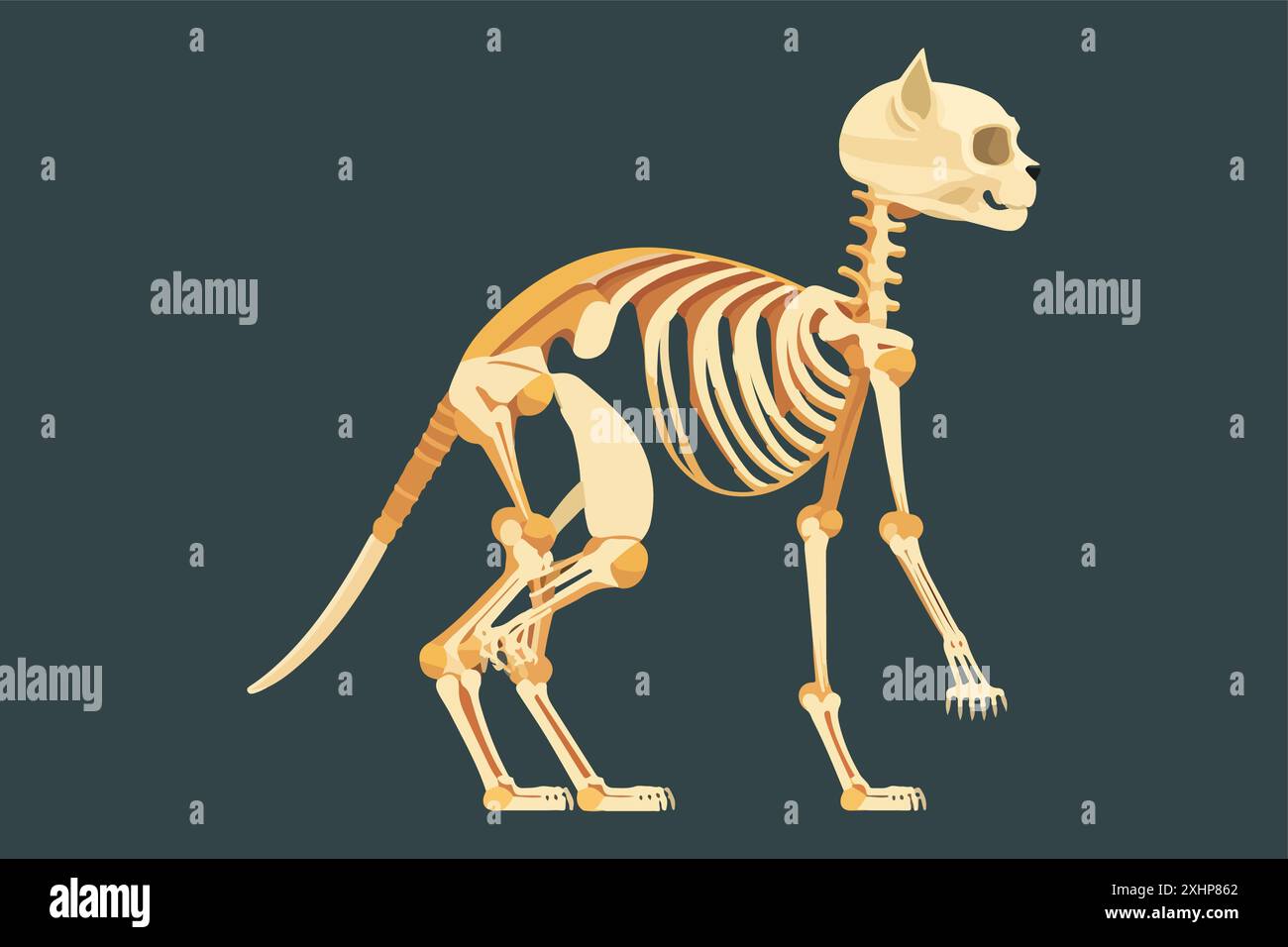 Cat skeleton vector illustration Stock Vector Image & Art - Alamy