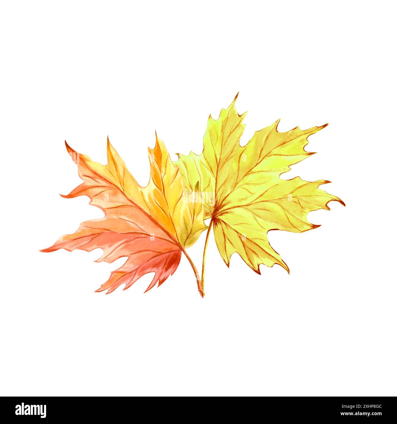 Fall maple leaves. Composition of autumn foliage. Hand drawn watercolor ...