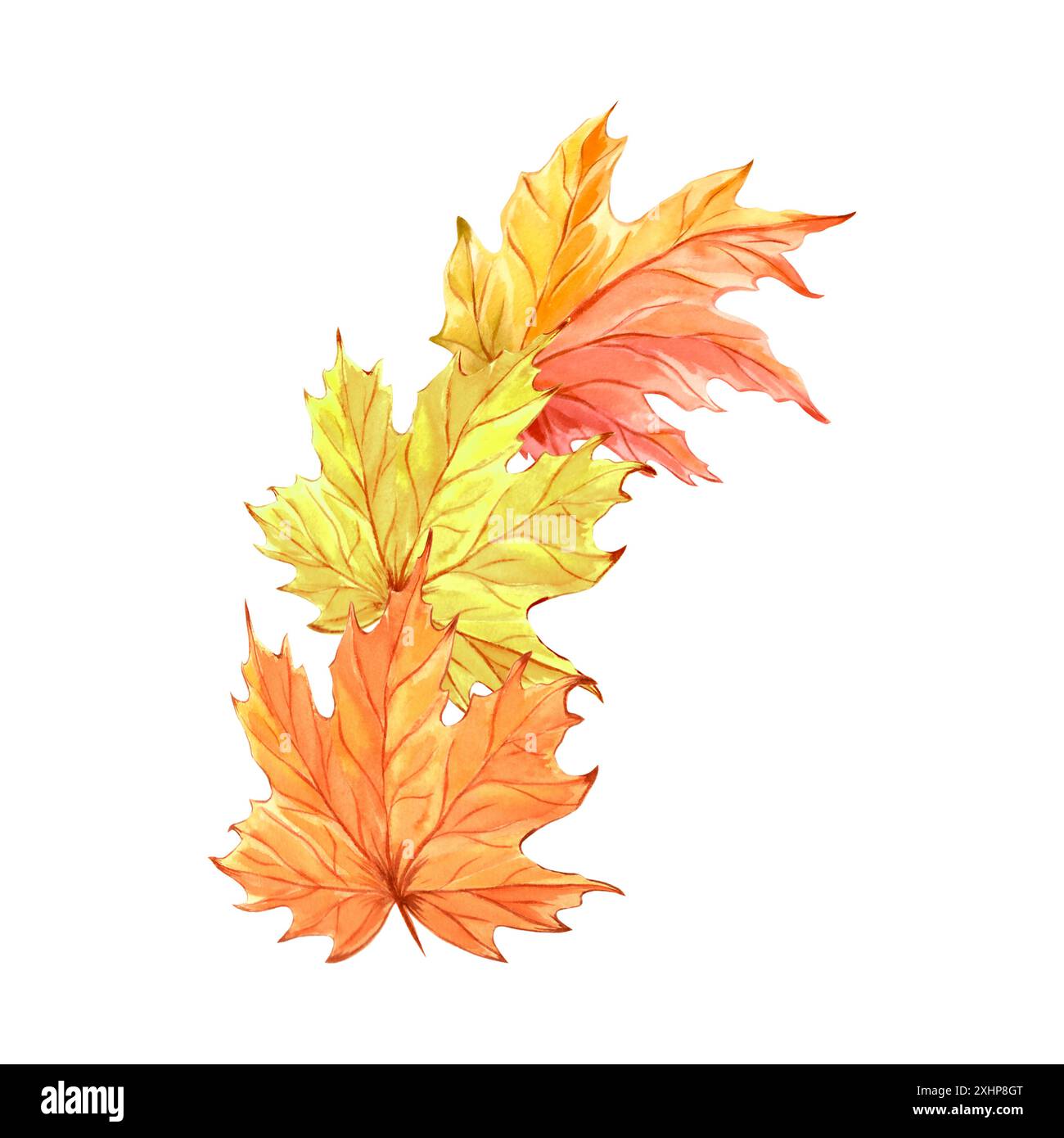 Fall maple leaves. Composition of autumn foliage. Hand drawn watercolor ...
