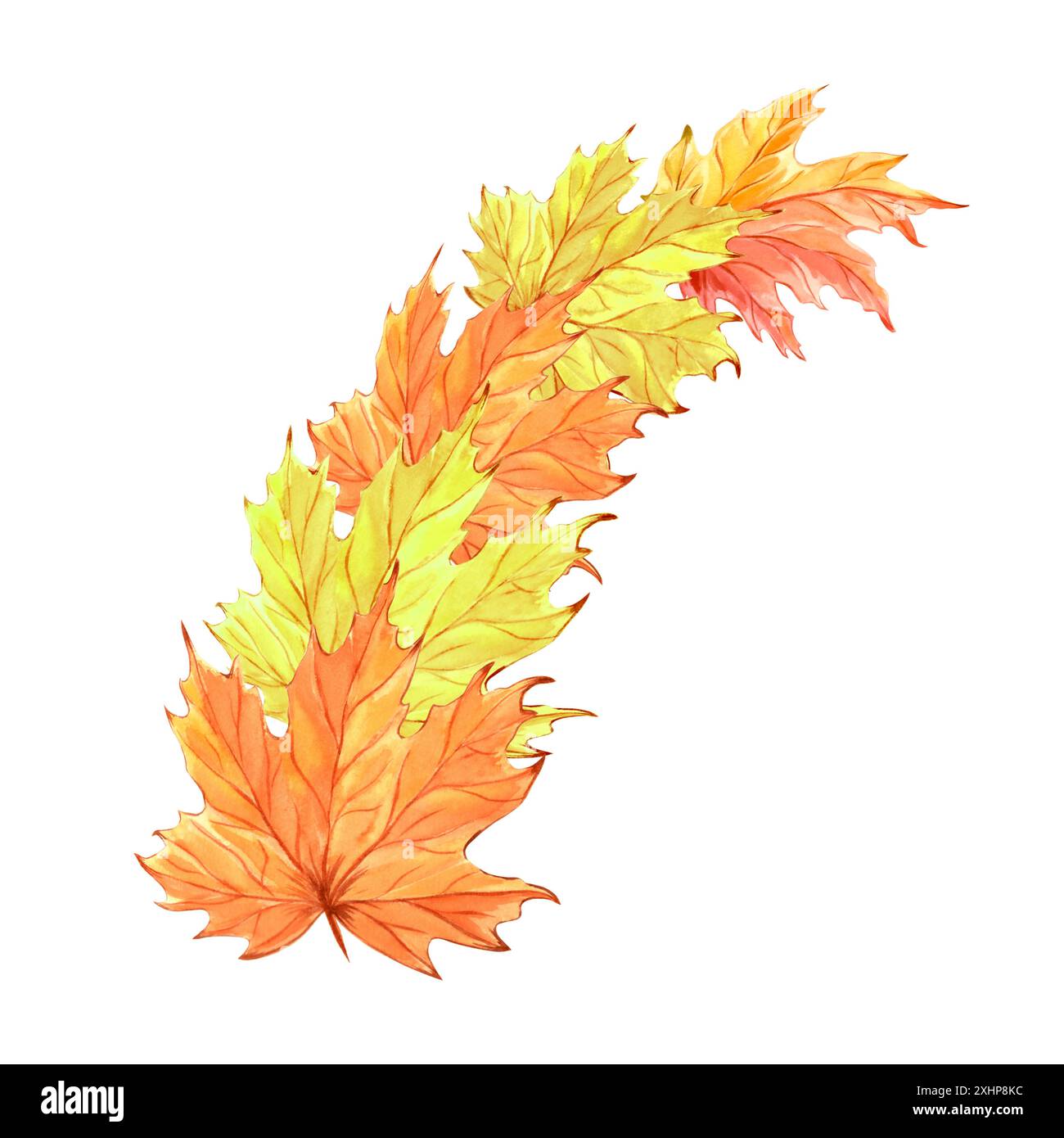 Fall maple leaves. Composition of autumn foliage. Hand drawn watercolor ...