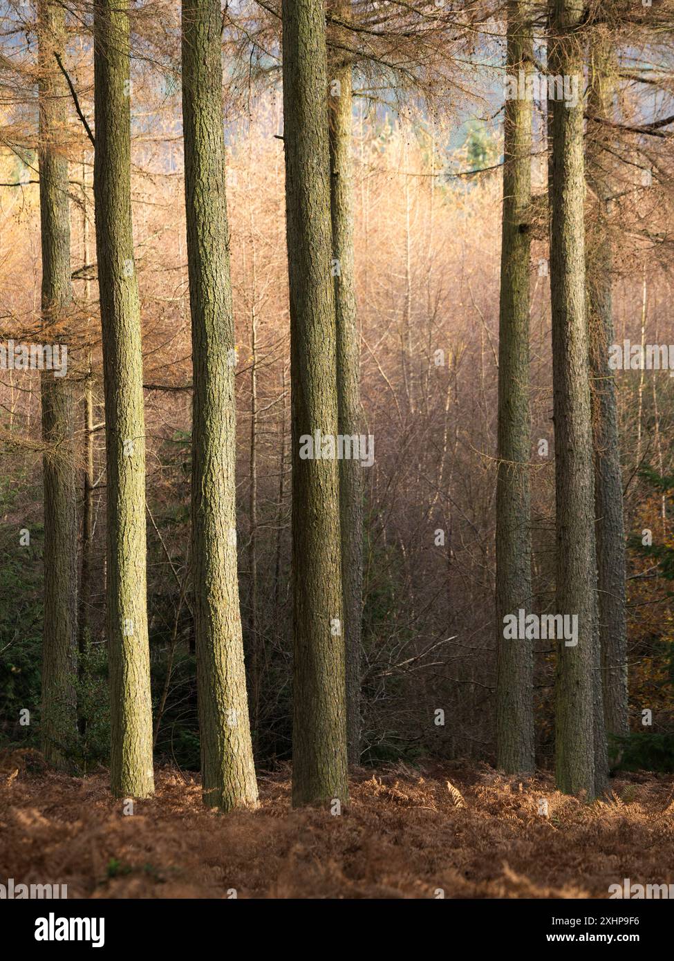 Mixed woodland at Mortimer Forest, Ludlow, Shropshire, UK Stock Photo ...