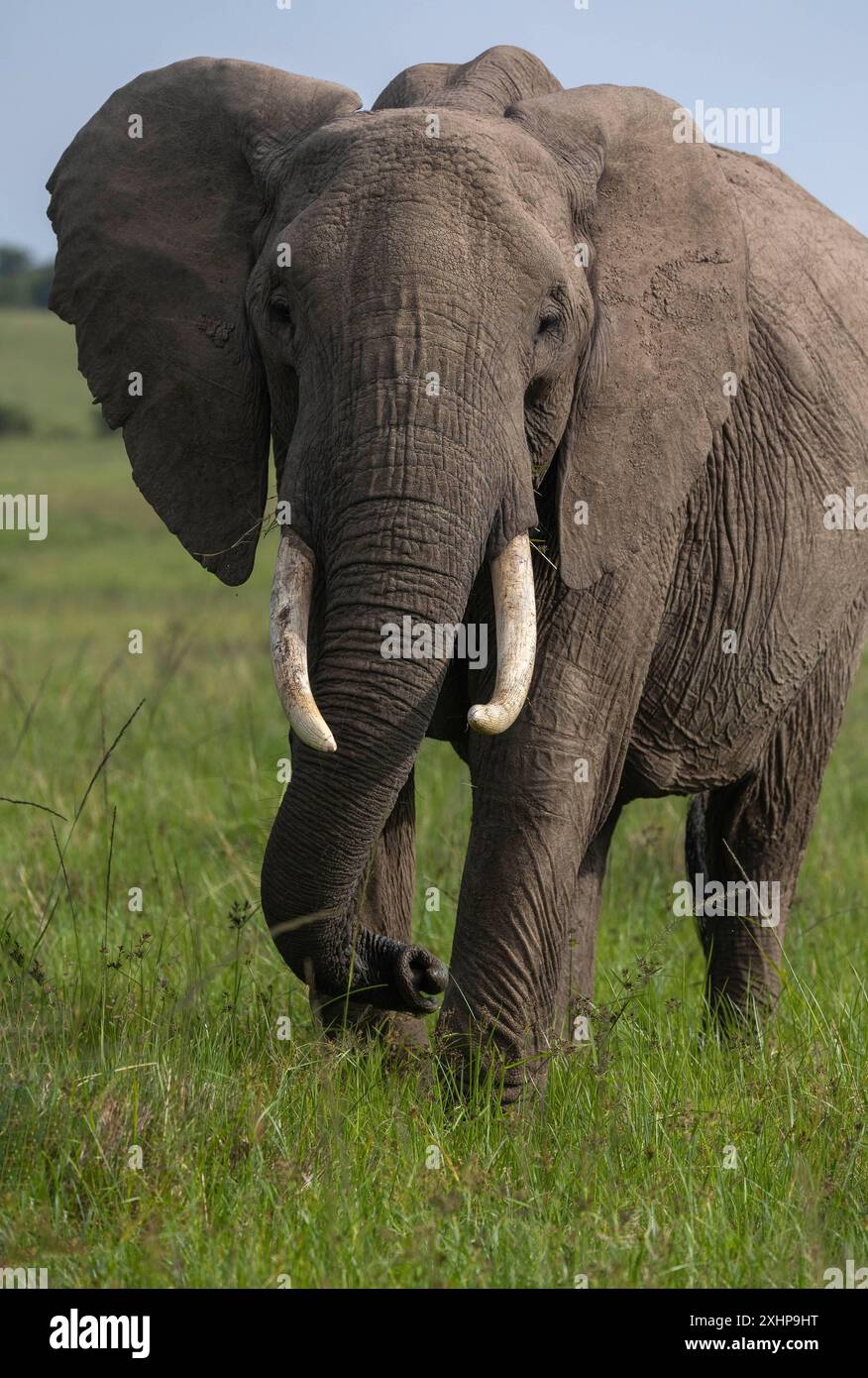 Afrique, Afrique de l'Est, Kenya, Réserve nationale du Masai Mara, Parc ...