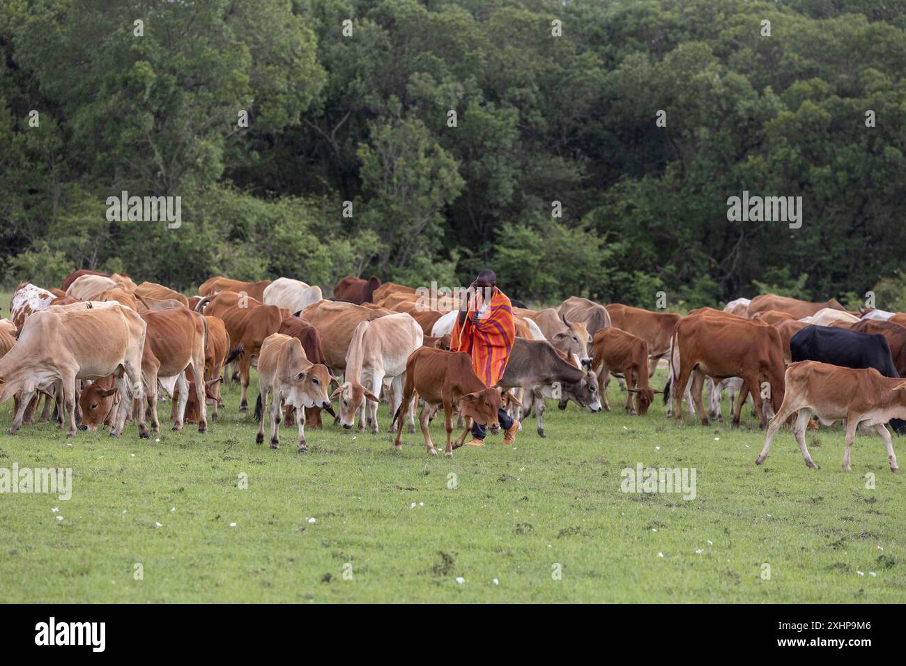Kenya, Masai Mara National Reserve, National Park, Herd of Masai Cows ...