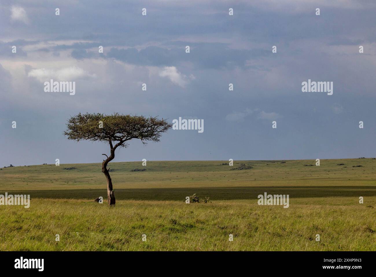 Kenya, Masai Mara National Reserve, National park, savannah, large ...