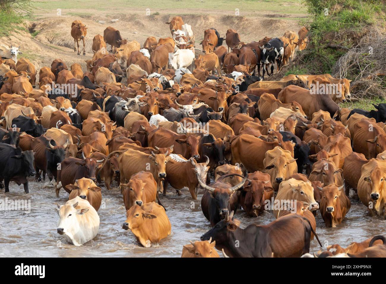 Kenya, Masai Mara National Reserve, National Park, Herd of Masai Cows ...