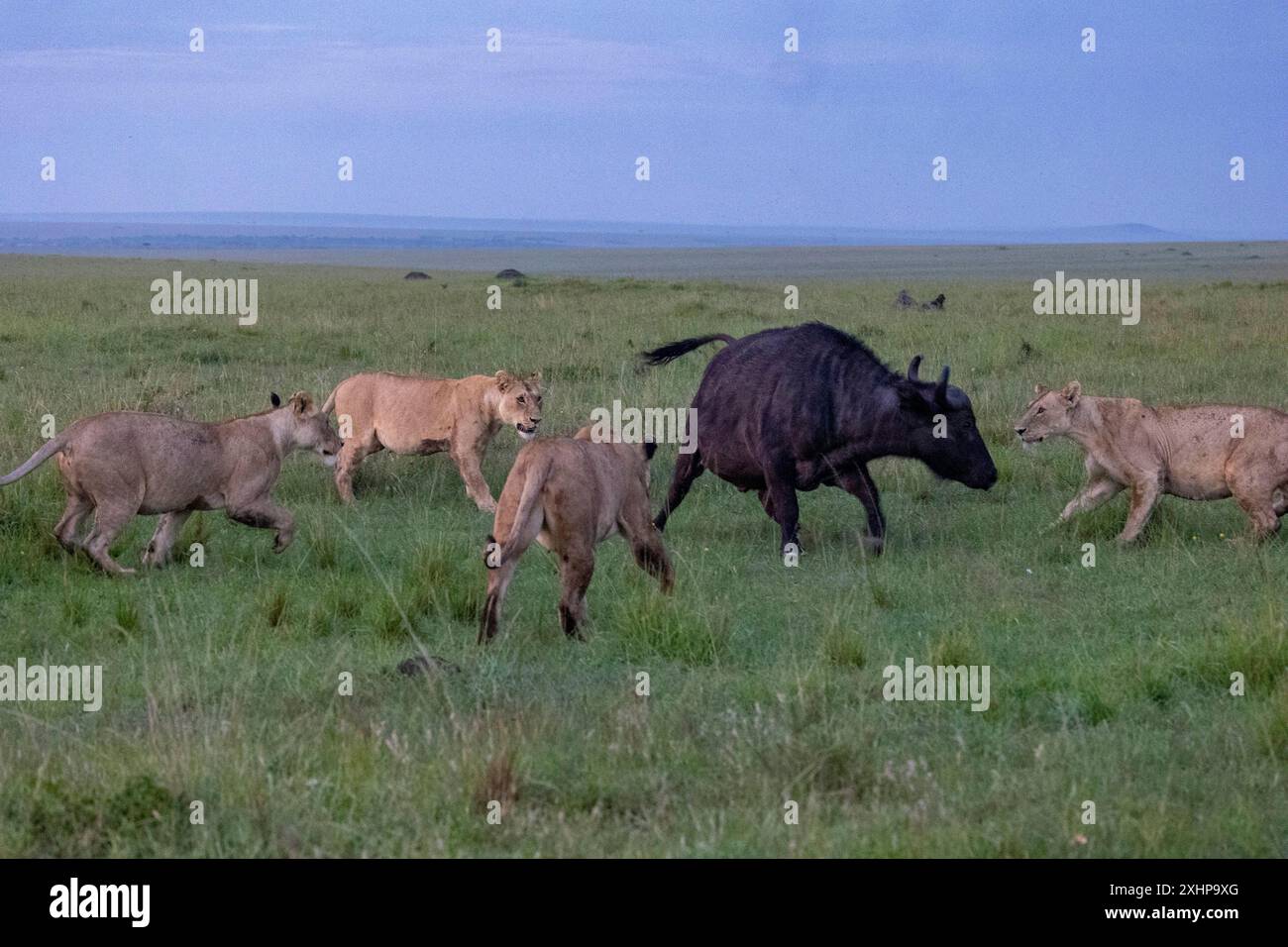 Kenya, Masai Mara National Reserve, National Park, Lioness (Panthera ...