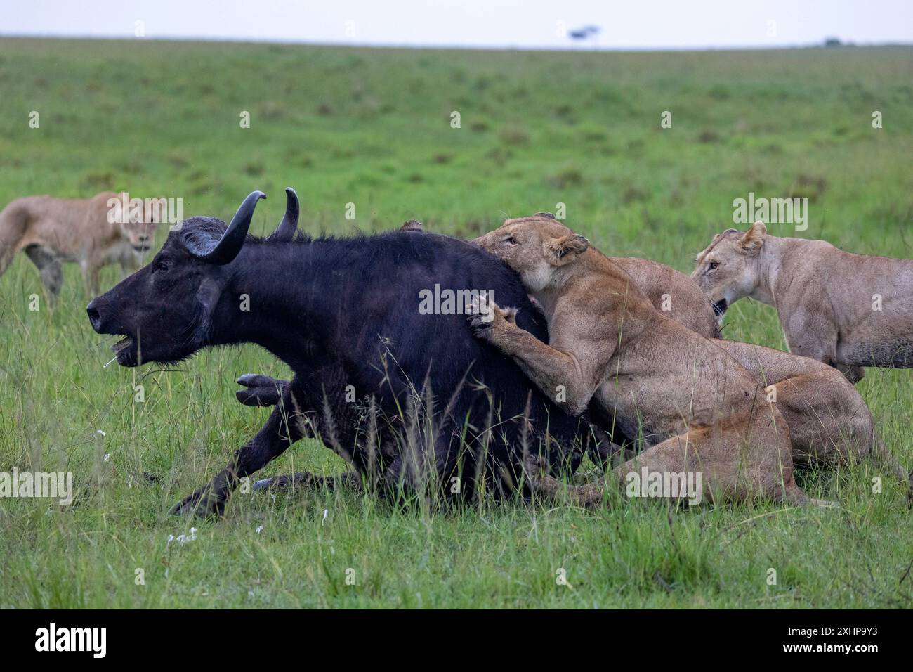 Kenya, Masai Mara National Reserve, National Park, Lioness (Panthera ...