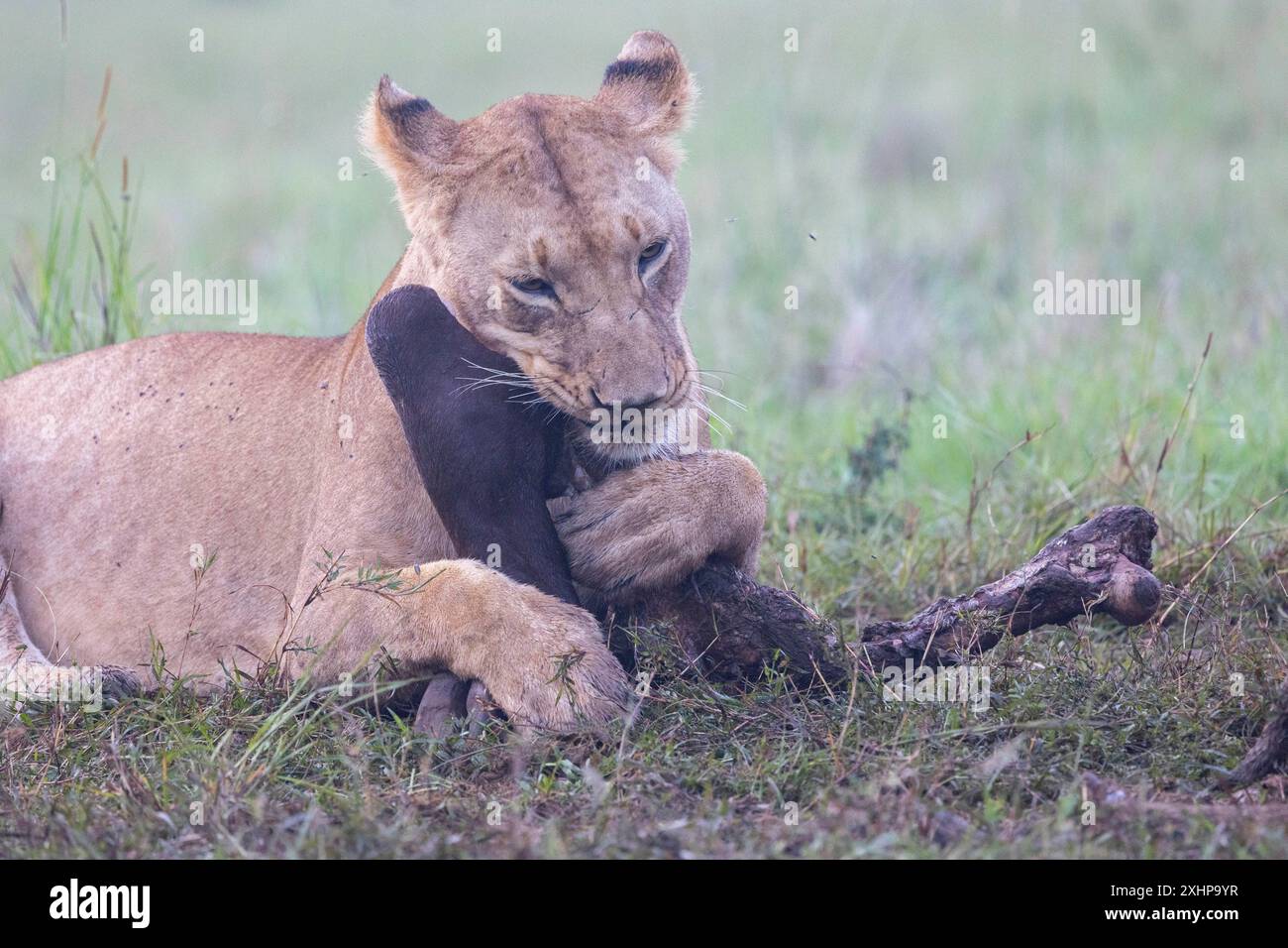 Kenya, Masai Mara National Reserve, National Park, Lioness (Panthera ...