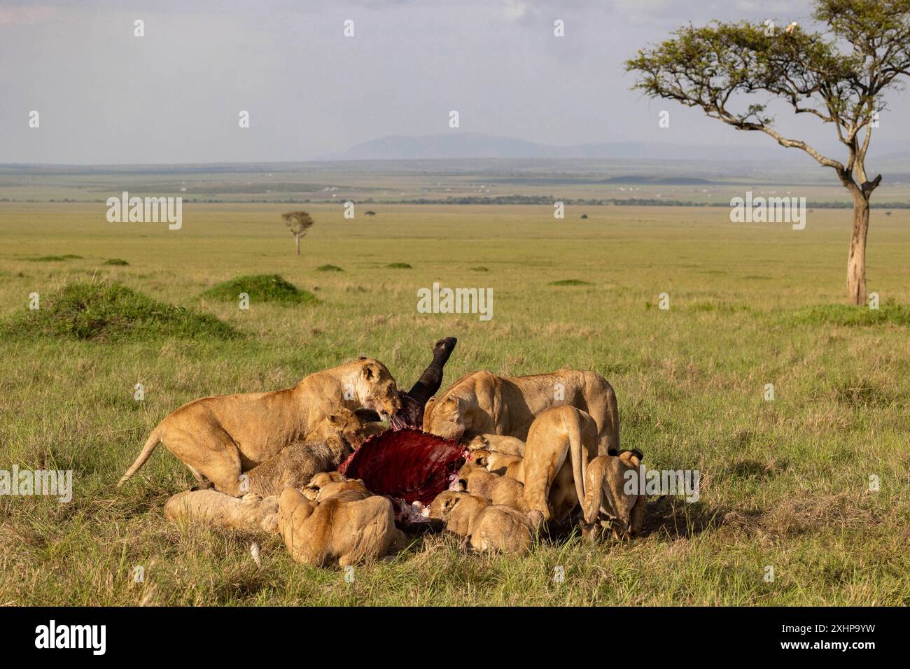 Kenya, Masai Mara National Reserve, National Park, Lioness (Panthera ...