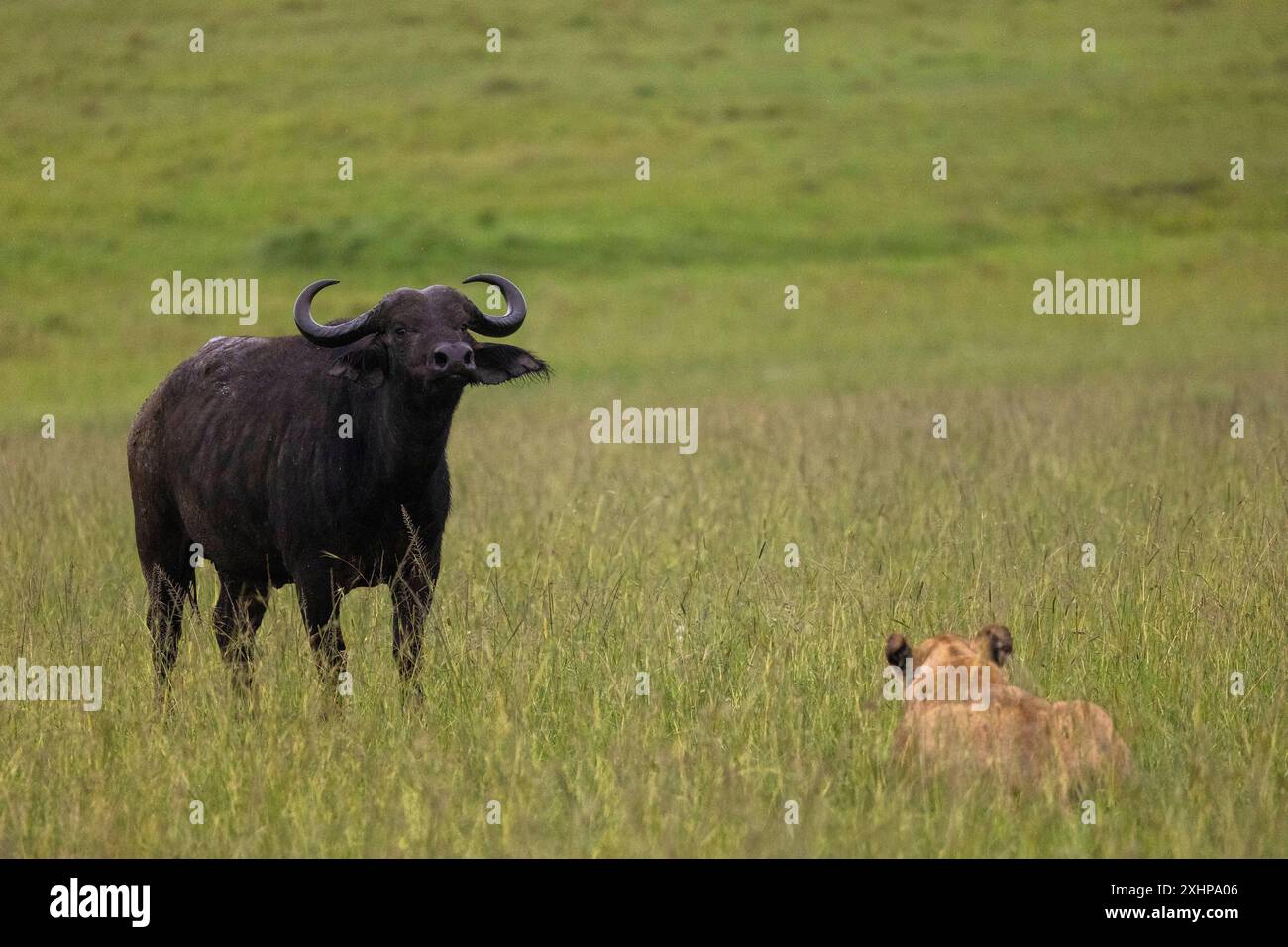 Kenya, Masai Mara National Reserve, National Park, Lioness (Panthera ...