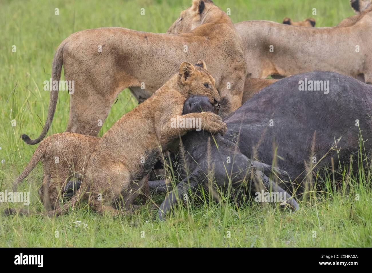 Kenya, Masai Mara National Reserve, National Park, Lioness (Panthera ...