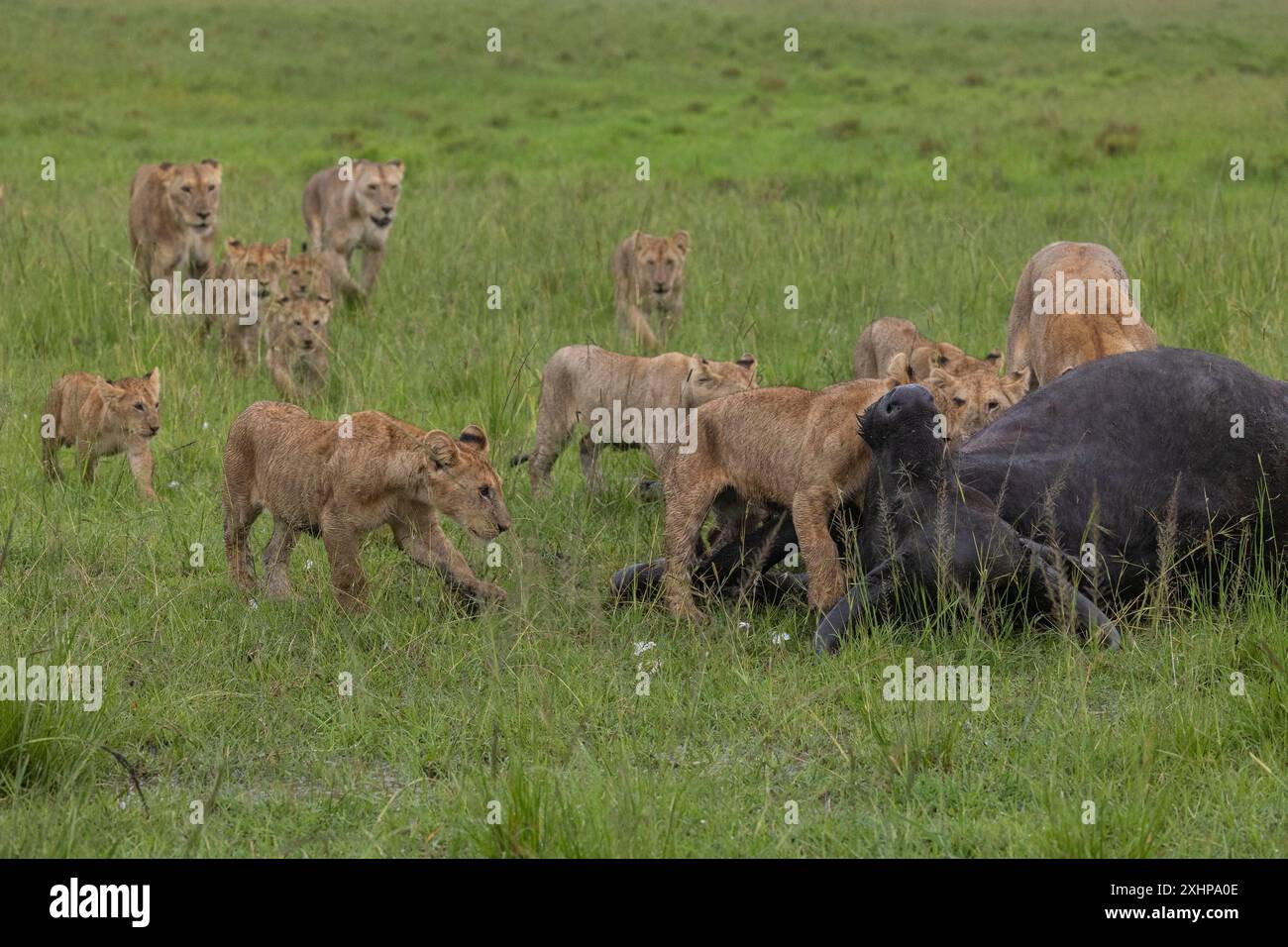 Kenya, Masai Mara National Reserve, National Park, Lioness (Panthera ...